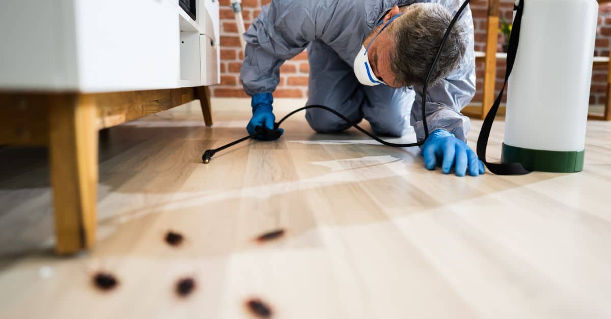 Pest Control During Holiday Season Infestation - RidAway